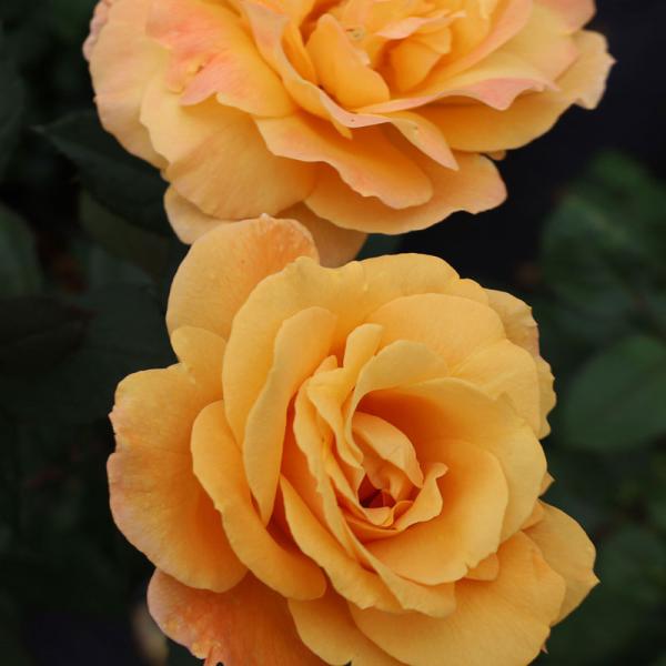 苗の生育状況により、出荷時期が前後することがございます。メーカーより直送のため、バラ苗以外の商品との混載での配送は出来ません。4鉢まで同一配送料です。5鉢以上は追加料金が発生します。配送地域によっては冬季の配送ができない場合があります。その...