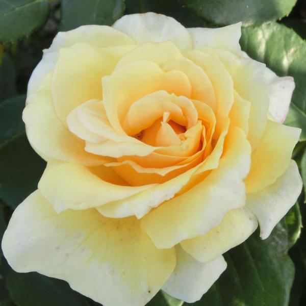 苗の生育状況により、出荷時期が前後することがございます。メーカーより直送のため、バラ苗以外の商品との混載での配送は出来ません。4鉢まで同一配送料です。5鉢以上は追加料金が発生します。配送地域によっては冬季の配送ができない場合があります。その...