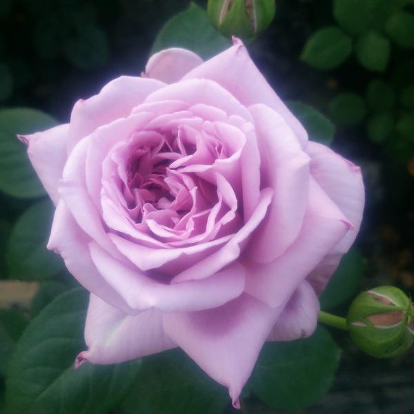 苗の生育状況により、出荷時期が前後することがございます。メーカーより直送のため、バラ苗以外の商品との混載での配送は出来ません。4鉢まで同一配送料です。5鉢以上は追加料金が発生します。配送地域によっては冬季の配送ができない場合があります。その...