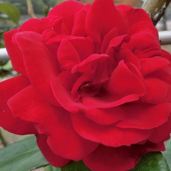 苗の生育状況により、出荷時期が前後することがございます。メーカーより直送のため、バラ苗以外の商品との混載での配送は出来ません。4鉢まで同一配送料です。5鉢以上は追加料金が発生します。配送地域によっては冬季の配送ができない場合があります。その...