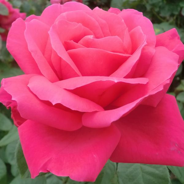 苗の生育状況により、出荷時期が前後することがございます。メーカーより直送のため、バラ苗以外の商品との混載での配送は出来ません。4鉢まで同一配送料です。5鉢以上は追加料金が発生します。配送地域によっては冬季の配送ができない場合があります。その...