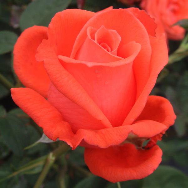 苗の生育状況により、出荷時期が前後することがございます。メーカーより直送のため、バラ苗以外の商品との混載での配送は出来ません。4鉢まで同一配送料です。5鉢以上は追加料金が発生します。配送地域によっては冬季の配送ができない場合があります。その...