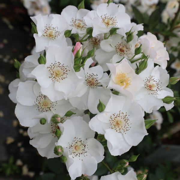 苗の生育状況により、出荷時期が前後することがございます。メーカーより直送のため、バラ苗以外の商品との混載での配送は出来ません。4鉢まで同一配送料です。5鉢以上は追加料金が発生します。配送地域によっては冬季の配送ができない場合があります。その...