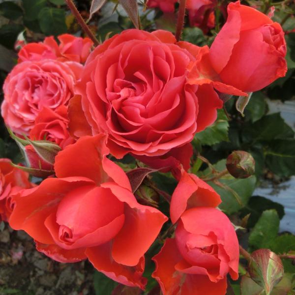 苗の生育状況により、出荷時期が前後することがございます。メーカーより直送のため、バラ苗以外の商品との混載での配送は出来ません。4鉢まで同一配送料です。5鉢以上は追加料金が発生します。配送地域によっては冬季の配送ができない場合があります。その...