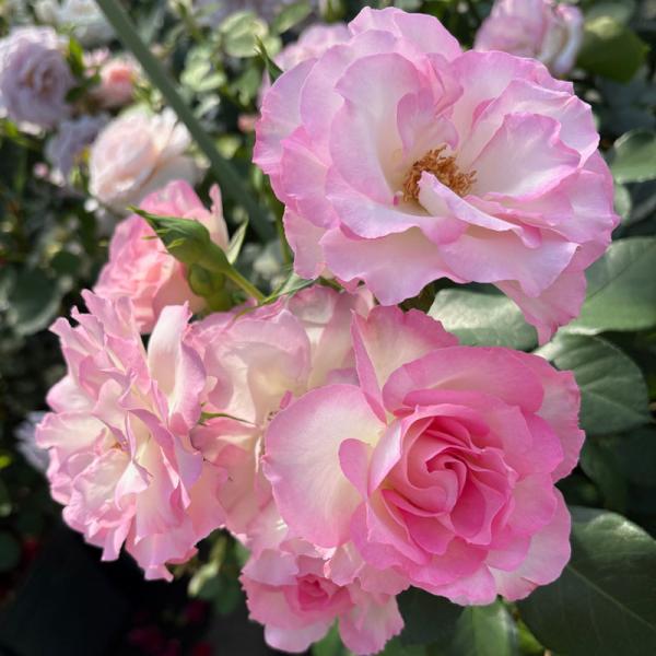 苗の生育状況により、出荷時期が前後することがございます。メーカーより直送のため、バラ苗以外の商品との混載での配送は出来ません。4鉢まで同一配送料です。5鉢以上は追加料金が発生します。配送地域によっては冬季の配送ができない場合があります。その...