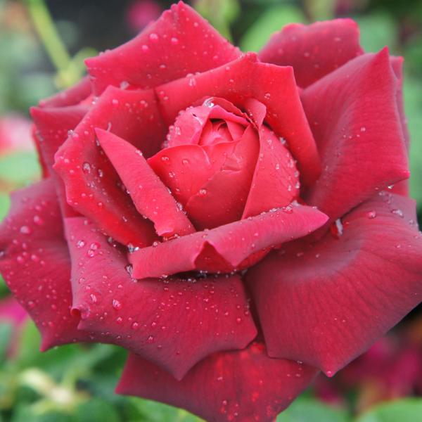 苗の生育状況により、出荷時期が前後することがございます。メーカーより直送のため、バラ苗以外の商品との混載での配送は出来ません。4鉢まで同一配送料です。5鉢以上は追加料金が発生します。配送地域によっては冬季の配送ができない場合があります。その...