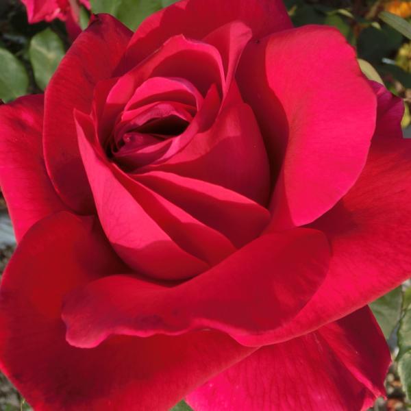 苗の生育状況により、出荷時期が前後することがございます。メーカーより直送のため、バラ苗以外の商品との混載での配送は出来ません。4鉢まで同一配送料です。5鉢以上は追加料金が発生します。配送地域によっては冬季の配送ができない場合があります。その...