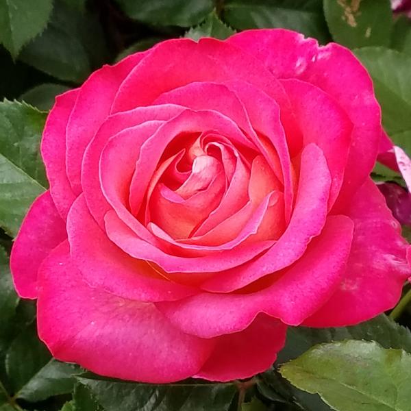 苗の生育状況により、出荷時期が前後することがございます。メーカーより直送のため、バラ苗以外の商品との混載での配送は出来ません。4鉢まで同一配送料です。5鉢以上は追加料金が発生します。配送地域によっては冬季の配送ができない場合があります。その...