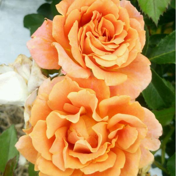 苗の生育状況により、出荷時期が前後することがございます。メーカーより直送のため、バラ苗以外の商品との混載での配送は出来ません。4鉢まで同一配送料です。5鉢以上は追加料金が発生します。配送地域によっては冬季の配送ができない場合があります。その...