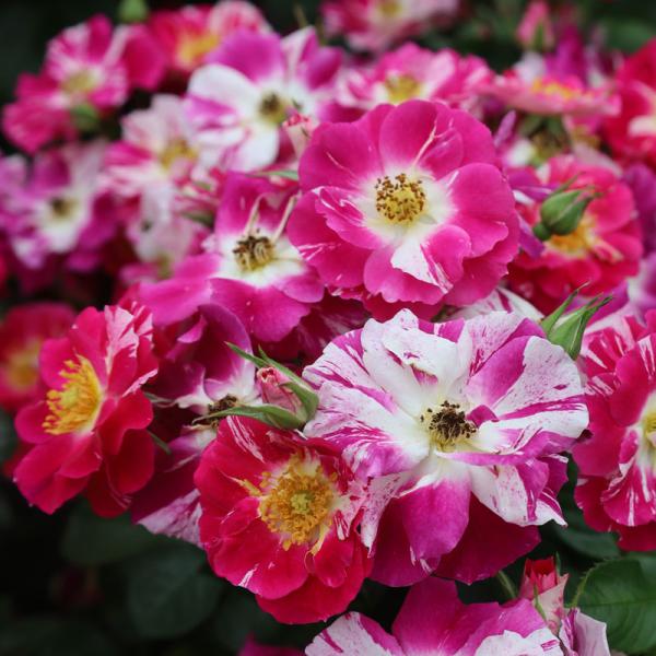 苗の生育状況により、出荷時期が前後することがございます。メーカーより直送のため、バラ苗以外の商品との混載での配送は出来ません。4鉢まで同一配送料です。5鉢以上は追加料金が発生します。配送地域によっては冬季の配送ができない場合があります。その...