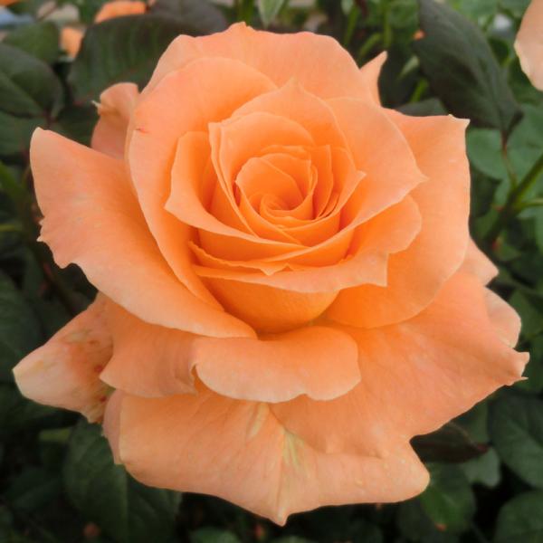 苗の生育状況により、出荷時期が前後することがございます。メーカーより直送のため、バラ苗以外の商品との混載での配送は出来ません。4鉢まで同一配送料です。5鉢以上は追加料金が発生します。配送地域によっては冬季の配送ができない場合があります。その...