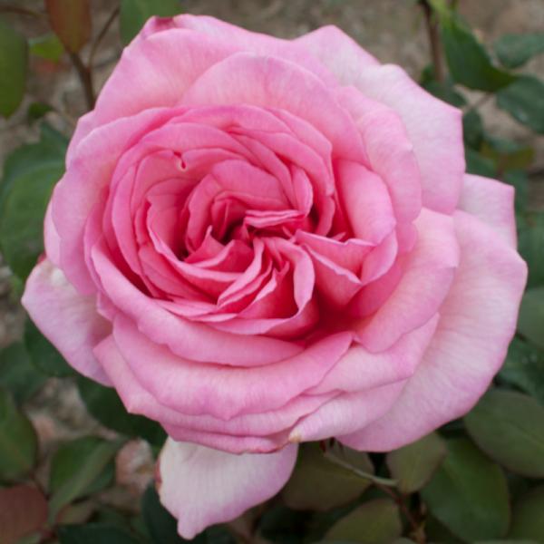 苗の生育状況により、出荷時期が前後することがございます。メーカーより直送のため、バラ苗以外の商品との混載での配送は出来ません。4鉢まで同一配送料です。5鉢以上は追加料金が発生します。配送地域によっては冬季の配送ができない場合があります。その...