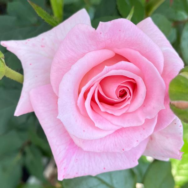 苗の生育状況により、出荷時期が前後することがございます。メーカーより直送のため、バラ苗以外の商品との混載での配送は出来ません。4鉢まで同一配送料です。5鉢以上は追加料金が発生します。配送地域によっては冬季の配送ができない場合があります。その...