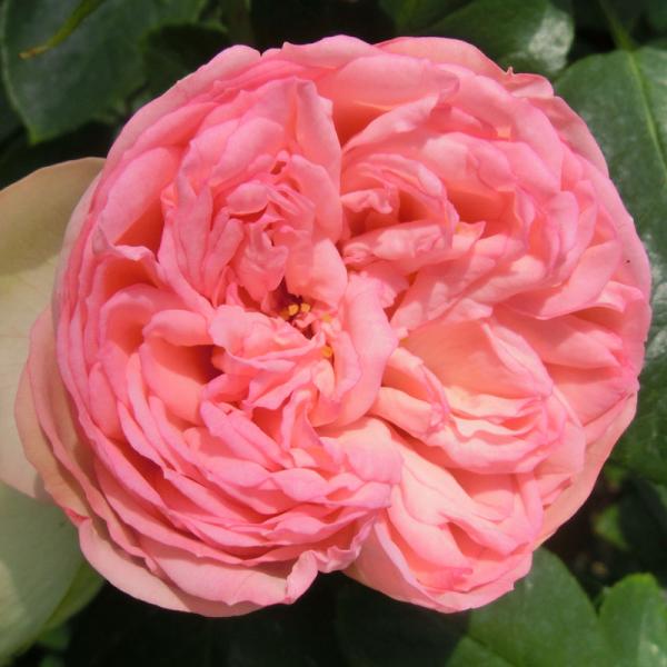 苗の生育状況により、出荷時期が前後することがございます。メーカーより直送のため、バラ苗以外の商品との混載での配送は出来ません。4鉢まで同一配送料です。5鉢以上は追加料金が発生します。配送地域によっては冬季の配送ができない場合があります。その...