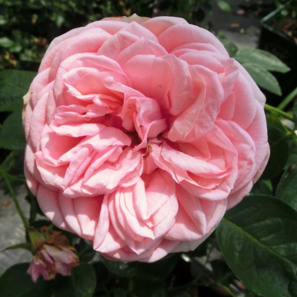 苗の生育状況により、出荷時期が前後することがございます。メーカーより直送のため、バラ苗以外の商品との混載での配送は出来ません。4鉢まで同一配送料です。5鉢以上は追加料金が発生します。配送地域によっては冬季の配送ができない場合があります。その...