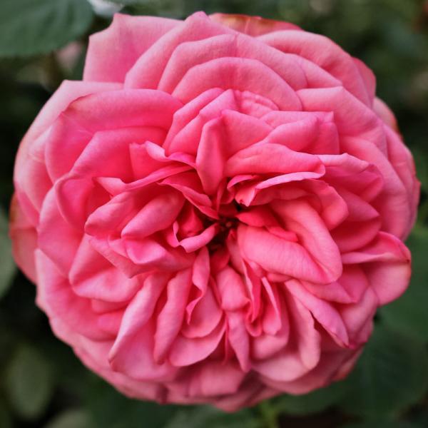 苗の生育状況により、出荷時期が前後することがございます。メーカーより直送のため、バラ苗以外の商品との混載での配送は出来ません。4鉢まで同一配送料です。5鉢以上は追加料金が発生します。配送地域によっては冬季の配送ができない場合があります。その...