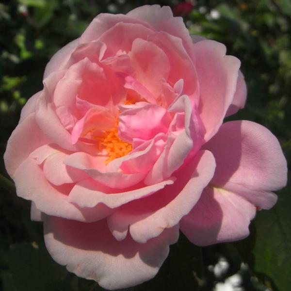 苗の生育状況により、出荷時期が前後することがございます。メーカーより直送のため、バラ苗以外の商品との混載での配送は出来ません。4鉢まで同一配送料です。5鉢以上は追加料金が発生します。配送地域によっては冬季の配送ができない場合があります。その...