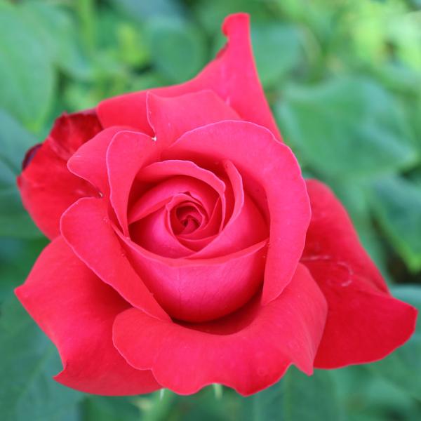 苗の生育状況により、出荷時期が前後することがございます。メーカーより直送のため、バラ苗以外の商品との混載での配送は出来ません。4鉢まで同一配送料です。5鉢以上は追加料金が発生します。配送地域によっては冬季の配送ができない場合があります。その...