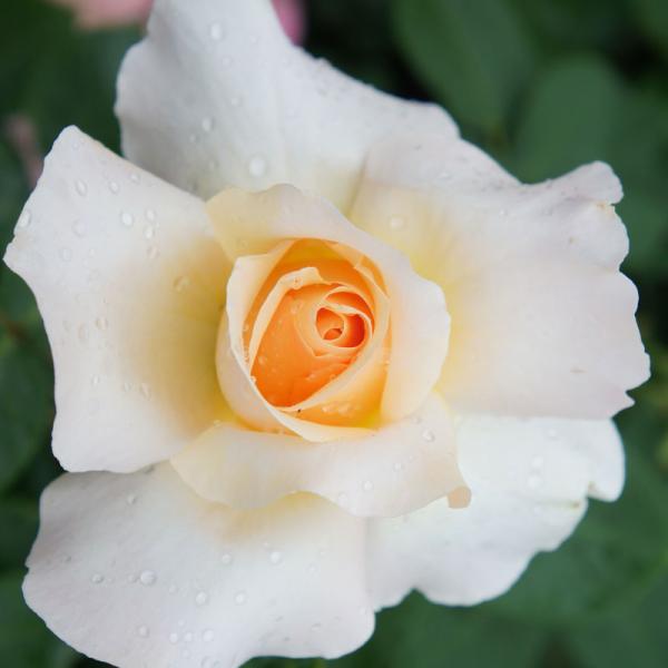 苗の生育状況により、出荷時期が前後することがございます。メーカーより直送のため、バラ苗以外の商品との混載での配送は出来ません。4鉢まで同一配送料です。5鉢以上は追加料金が発生します。配送地域によっては冬季の配送ができない場合があります。その...