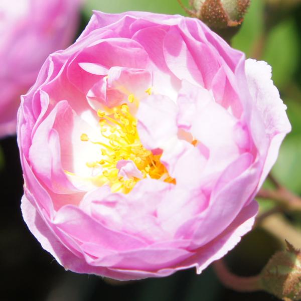 苗の生育状況により、出荷時期が前後することがございます。メーカーより直送のため、バラ苗以外の商品との混載での配送は出来ません。4鉢まで同一配送料です。5鉢以上は追加料金が発生します。配送地域によっては冬季の配送ができない場合があります。その...