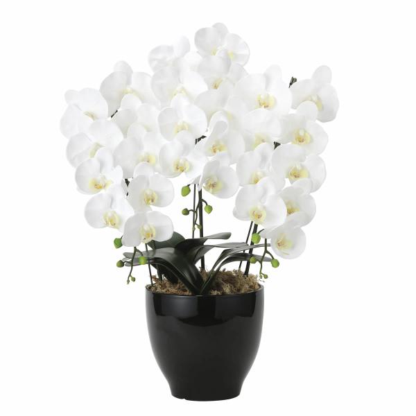 信頼の光触媒造花・人工観葉植物のブランド「光の楽園」消臭・抗菌効果のある、光触媒「V-CAT」を使用し、お部屋のインテリアや各種お祝いのギフト（プレゼント）として、新築祝い・開店祝い・開業祝い・開院祝い・引越し祝い・母の日・敬老の日・誕生日...