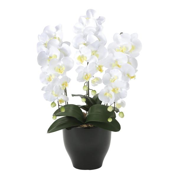 信頼の光触媒造花・人工観葉植物のブランド「光の楽園」消臭・抗菌効果のある、光触媒「V-CAT」を使用し、お部屋のインテリアや各種お祝いのギフト（プレゼント）として、新築祝い・開店祝い・開業祝い・開院祝い・引越し祝い・母の日・敬老の日・誕生日...