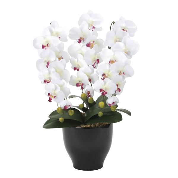 信頼の光触媒造花・人工観葉植物のブランド「光の楽園」消臭・抗菌効果のある、光触媒「V-CAT」を使用し、お部屋のインテリアや各種お祝いのギフト（プレゼント）として、新築祝い・開店祝い・開業祝い・開院祝い・引越し祝い・母の日・敬老の日・誕生日...