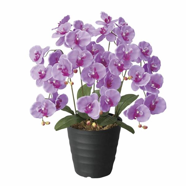 信頼の光触媒造花・人工観葉植物のブランド「光の楽園」消臭・抗菌効果のある、光触媒「V-CAT」を使用し、お部屋のインテリアや各種お祝いのギフト（プレゼント）として、新築祝い・開店祝い・開業祝い・開院祝い・引越し祝い・母の日・敬老の日・誕生日...