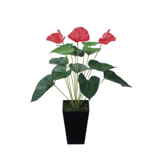 信頼の光触媒造花・人工観葉植物のブランド「光の楽園」消臭・抗菌効果のある、光触媒「V-CAT」を使用し、お部屋のインテリアや各種お祝いのギフト（プレゼント）として、新築祝い・開店祝い・開業祝い・開院祝い・引越し祝い・母の日・敬老の日・誕生日...