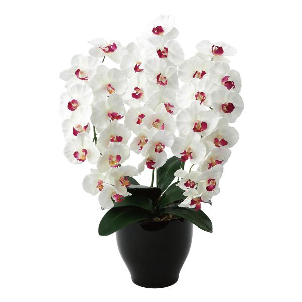 信頼の光触媒造花・人工観葉植物のブランド「光の楽園」消臭・抗菌効果のある、光触媒「V-CAT」を使用し、お部屋のインテリアや各種お祝いのギフト（プレゼント）として、新築祝い・開店祝い・開業祝い・開院祝い・引越し祝い・母の日・敬老の日・誕生日...