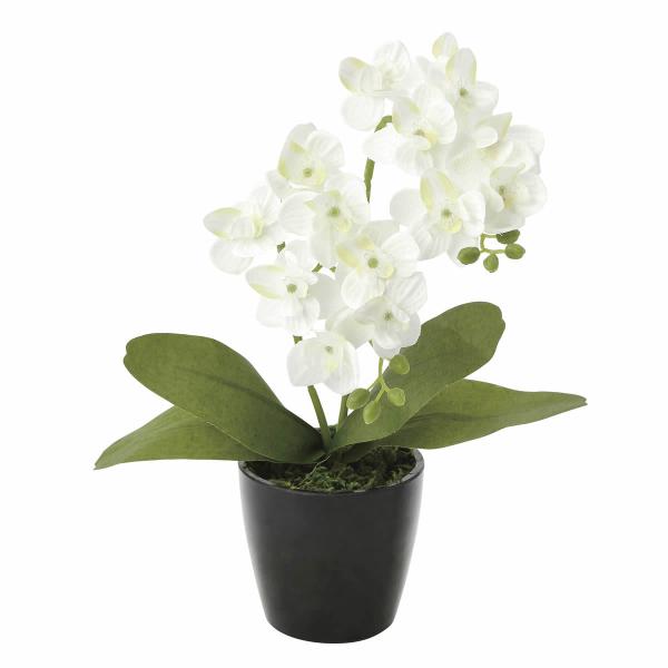 信頼の光触媒造花・人工観葉植物のブランド「光の楽園」消臭・抗菌効果のある、光触媒「V-CAT」を使用し、お部屋のインテリアや各種お祝いのギフト（プレゼント）として、新築祝い・開店祝い・開業祝い・開院祝い・引越し祝い・母の日・敬老の日・誕生日...