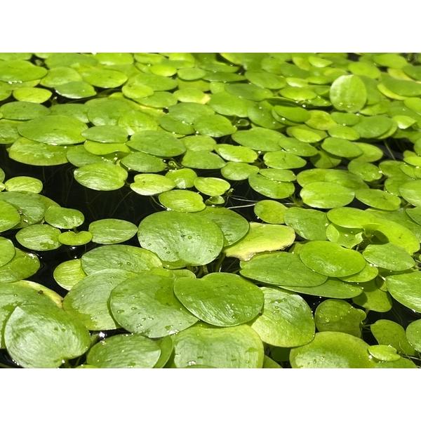 出品物は植物となります。出品コメントを必ず最後までお読みになり、ご納得いただいてからのご購入をお願いいたします。掲載画像のアマゾンフロッグビットの中株を１０株出品いたします。株の直径は４cm程度で、葉の枚数は５枚程度のものをチョイスいたしま...