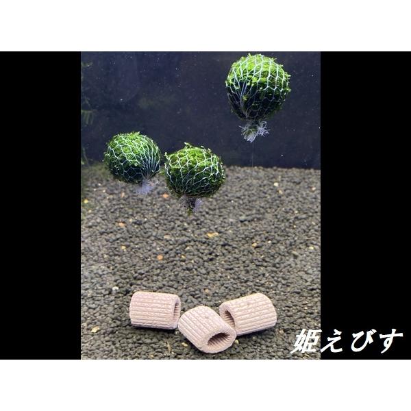 モス付きのバルーン１個と重りのろ材１個をセットしたものを合計３個お届けいたします！！当方にて作成したオリジナル品になります。当方（姫えびす）は、シュリンプ専門店を営んでおります。完全無農薬の水草ですので、シュリンプ水槽に安心して使用可能です...