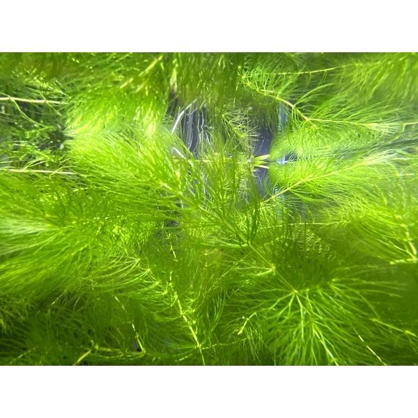 ＜無農薬＞マツモ５本（長さ：１０〜１５cm程度）　の出品です。当店のシュリンプ育成水槽にて発色良く育ったマツモをカットし、お送りします。完全無農薬の水草ですので、シュリンプ水槽に安心して使用可能です。＜詳細＞サイズ：１０〜１５cm程度になり...