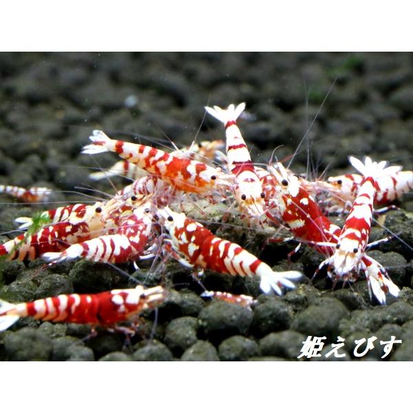 このシュリンプを少し解説いたします。当方の保有するＳＡＲＡＳＡタイガーは２０１８年６月にさと美えびさんより購入した個体を基にブリードしております。繁殖力も非常に強く、稚えびの生存率もかなり良いＳＡＲＡＳＡタイガー、よろしくお願いいたします。...