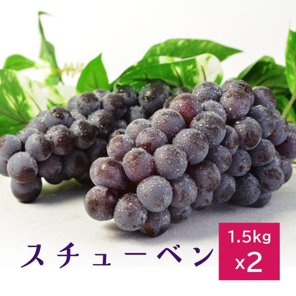 津軽育ちの冬ぶどう「スチューベン」※種ありぶどう（ホルモン処理をしていません）園地では除草剤も使用しておりません。※つる（枝）の色につきまして当園は垣根栽培で日当たりや風通りが良いため、房のつる（枝）は黄色、茶色になり、固く、木質化しており...