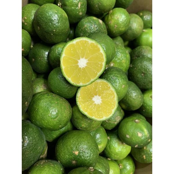 商品の説明 沖縄の太陽の恵みを受けて育った新鮮なシークワーサーをお届けします。約500gのパックでお届けする生果実は、独特の爽やかな香りと、シャープな酸味が特徴です。シークワーサーは沖縄の伝統的な柑橘類で、果汁を料理やドリンクに加えることで...
