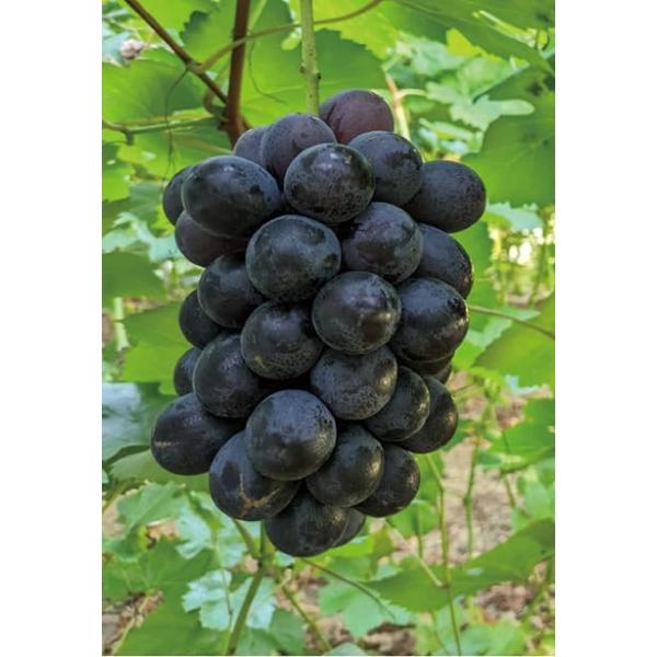 商品の説明 岩手県花巻市の豊かな自然と昼夜の寒暖差が育てた、芳醇で甘い伊豆錦（いずにしき）。 大粒で美しい紫黒色の果皮に、上品な甘みとみずみずしさが詰まっています。 ・1房 約350g前後 ・糖度18度以上の甘み ・皮ごと食べられるジューシ...