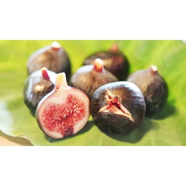 商品の説明 ビオレ ソリエスの原種は南仏プロヴァンスで、ＡＯＣにも認定されている「フィグ ド ソリエス」。 古くからフランスで有名な品種で、糖度が18〜24度と高く、深い甘味と滑らかな食感が特徴です。 カットしてみると、中の白い部分は薄めで...