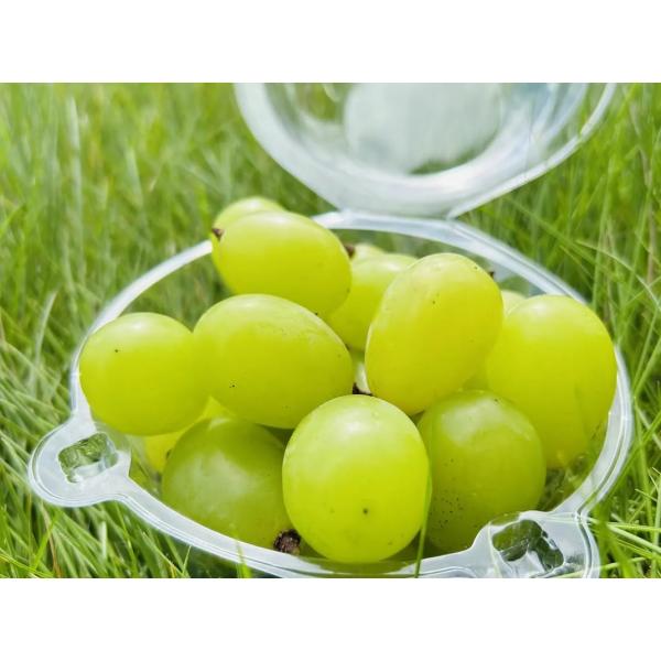 商品の説明 贅沢な一粒一粒のシャインマスカットをお楽しみいただける逸品です。約170gのパックには、厳選された約12粒のみずみずしいシャインマスカットが詰められています。シャインマスカット特有の上品な甘さと芳醇な香り、そして驚くほどのジュー...