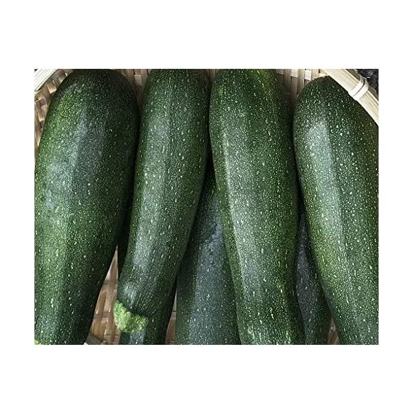 沖縄県産 ズッキーニ １ｋｇ 炒め物、揚げ物、蒸し物などでお召し上がりください。