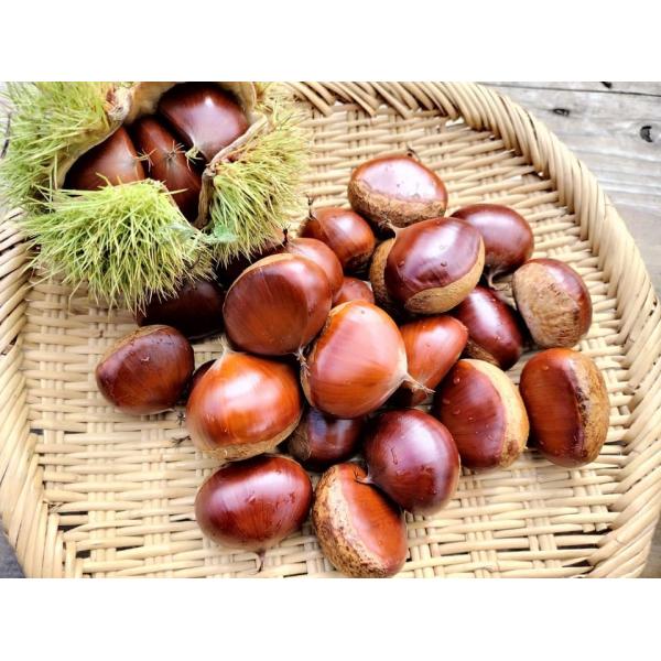 商品の説明 筑波栗は、茨城県つくば市で収穫された上質な栗です。丁寧に熟成させることで、甘みと香りが増し、柔らかくなめらかな食感に仕上がっています。ひとくちで口の中に広がる上品な味わいは、贅沢な時間を演出してくれるでしょう。約500gの大容量...