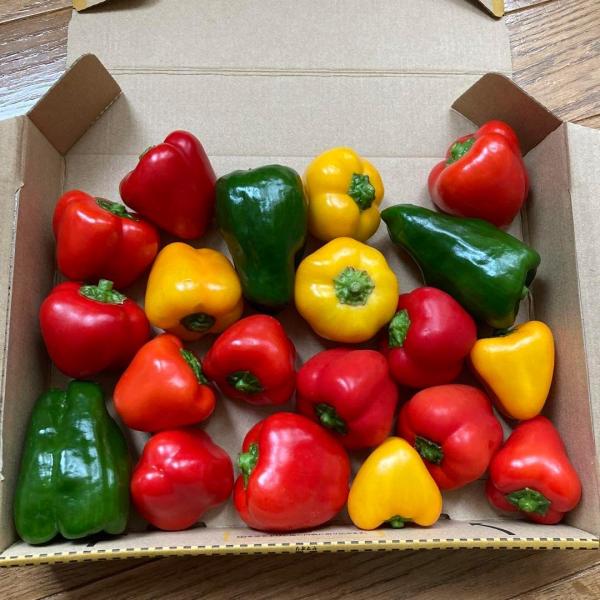 規格なしです。 大きいのから小さいパプリカのバラ詰めです