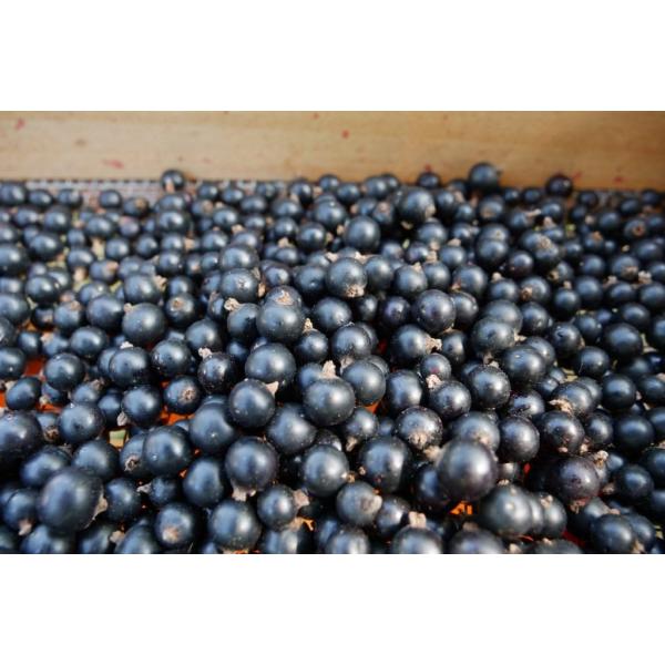 国産カシスは生果として国内で流通することはほぼありません。国内生産量日本で一番の青森ですら生のカシスの流通量はごくわずかで、とても希少です。収穫時期である夏にしか味わうことができない生のカシスをぜひご賞味ください。 生のカシスは、噛んだ時に...