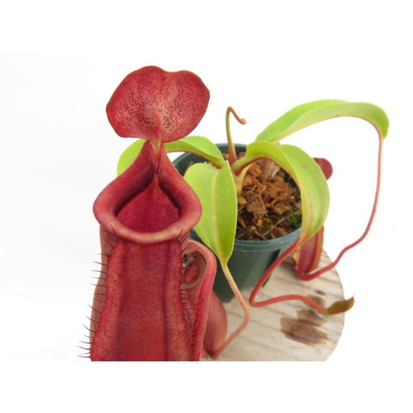 N.viking-Big Pitcher × lowii kinabalu  2.5号【現品限り】ネペンテス 食虫植物_19304（2026年1月中旬撮影)※植物ですので、撮影時からの日数の経過、季節の移り変わりと共に、袋の数、色など商品の...