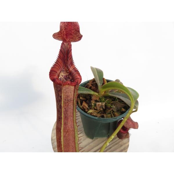 【最新★オリジナル実生】N.hurrelliana #2 × edwardsiana kinabalu 'T' 2022-HIPS-008 3号【現品限り】ネペンテス 食虫植物_19361（2026年1月下旬撮影)※植物ですので、撮影時から...