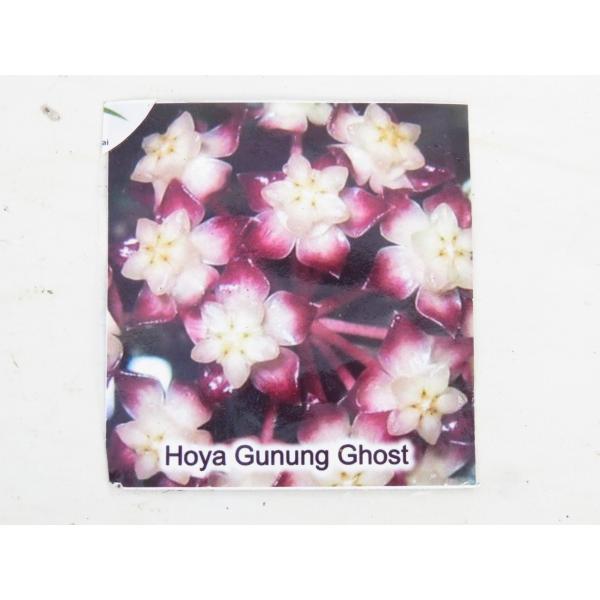 H.Gunung Ghost 2.5号【在庫限り】ホヤHoya 観葉植物_19392※2025年2月中旬撮影。在庫よりお届け致します。※2026年２月11日に入荷し、発根済みの挿し木苗をココチップで植え付けて間もない株になります。※植物です...