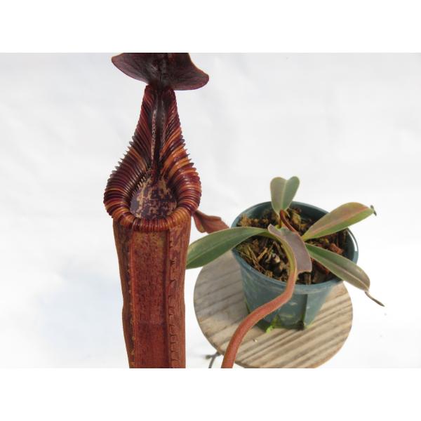 【最新★オリジナル実生】N.hurrelliana × edwardsiana kinabalu 'T' 2022-HIPS-008 3号【現品限り】ネペンテス 食虫植物_19455（2025年2月中旬撮影)※植物ですので、撮影時からの日数...