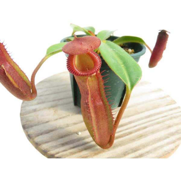 【最新★オリジナル実生】N.(rajah × veitchii)Big Round(BE-3780) × edwardsiana kinabalu 'T' #6 2号【現品限り】ネペンテス 食虫植物_19458（2025年2月中旬撮影)※植...