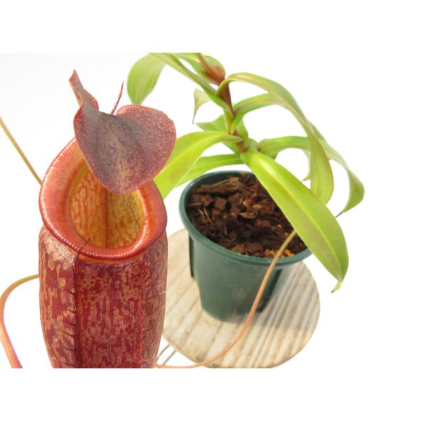 N.gymnampora × tenuis BE-4069 3号【現品限り】ネペンテス 食虫植物_19482（2026年2月下旬撮影)※植物ですので、撮影時からの日数の経過、季節の移り変わりと共に、袋の数、色など商品の状態が変わることがござ...